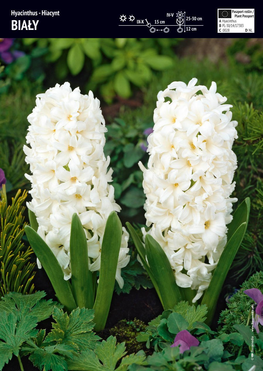 Hiacynt Biały - 12 szt. | Kategorie \ Nasiona i cebulki \ Cebulki ...
